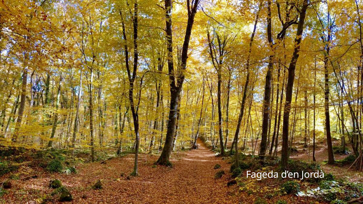 Font Moixina - Fageda d'en Jordà